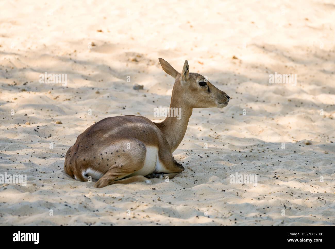 Lying antelope. Animal is resting on sandy ground Stock Photo - Alamy