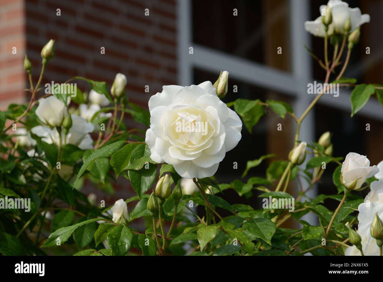 Weiss rose hi-res stock photography and images - Alamy