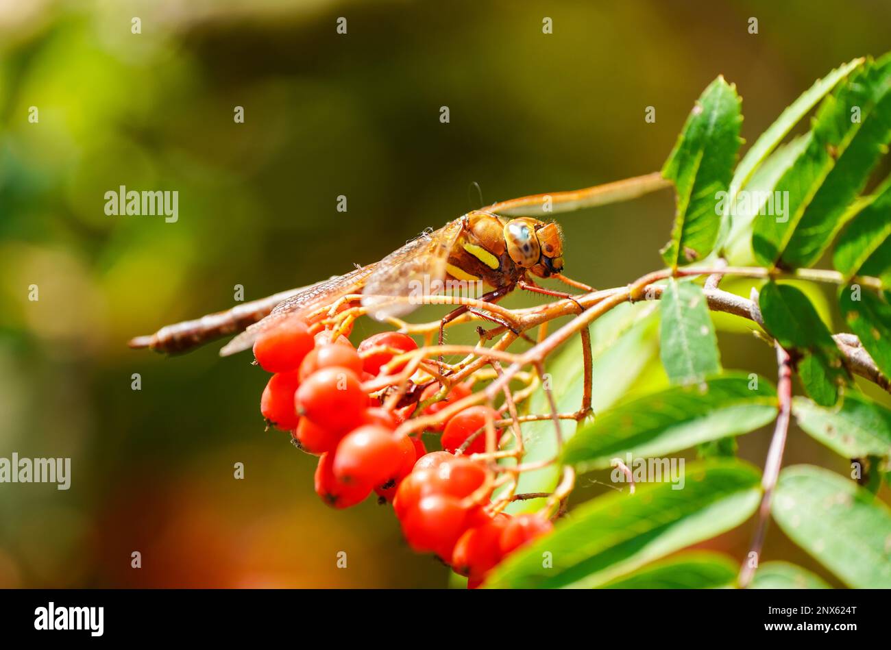Brown hawker sits on the red berries of the mountain ash. Insect close ...