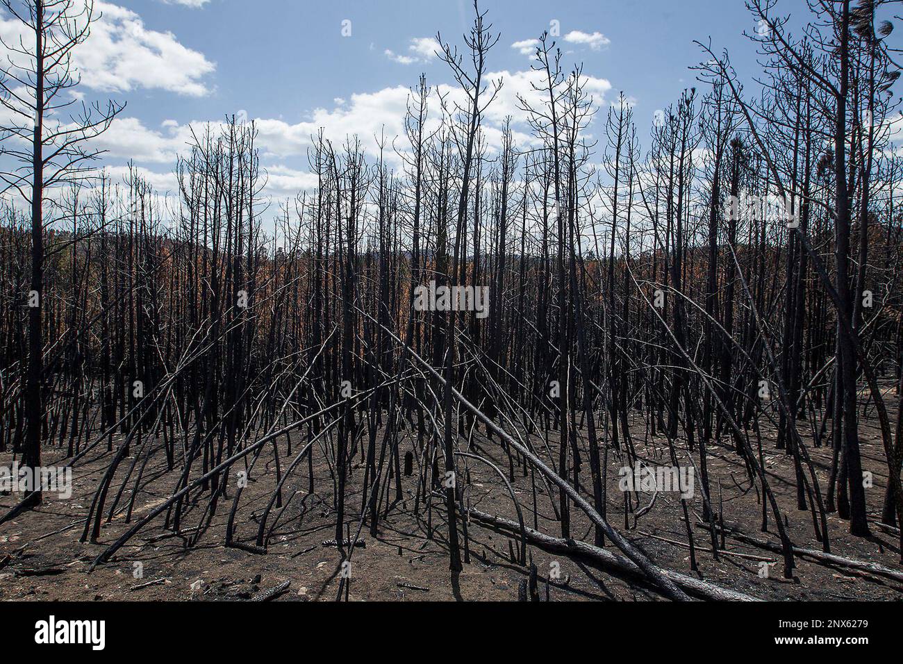 This April 26, 2018 photo shows charred trees in Custer State Park that ...