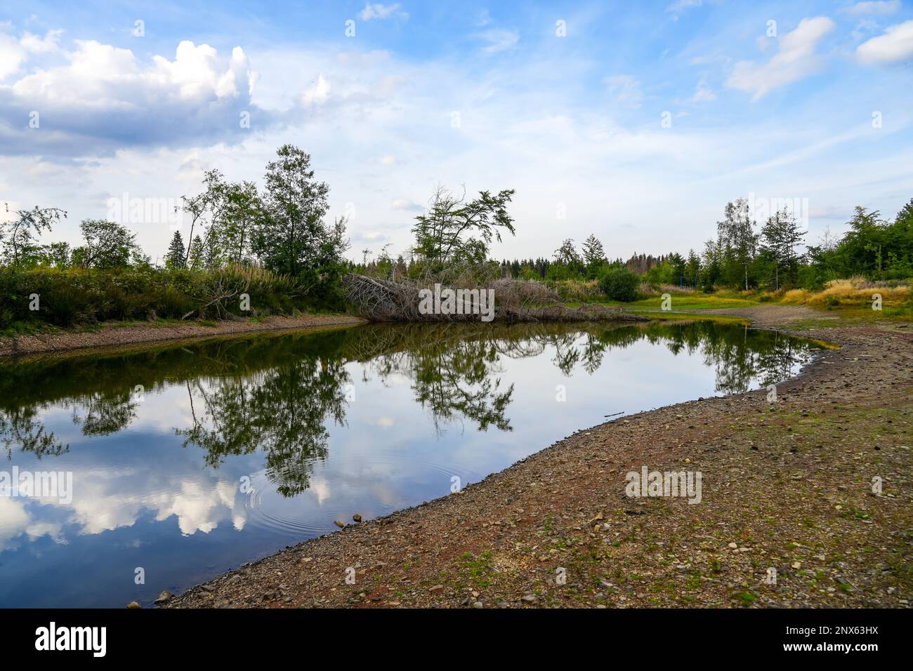 Duck swamp near Clausthal-Zellerfeld. Small reservoir in the Harz with ...