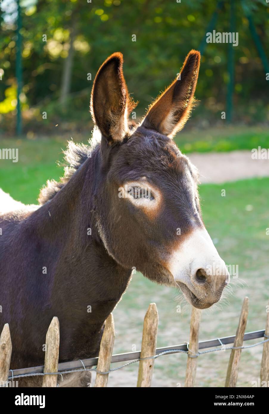 Portrait of a donkey with brown fur Stock Photo - Alamy