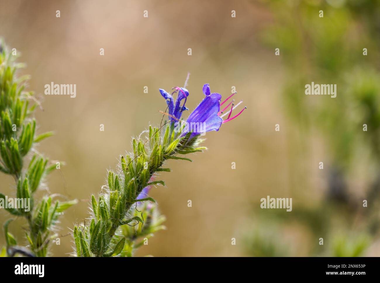 Flower of the Viper Bugloss, Echium vulgare. Flowering plant close-up ...