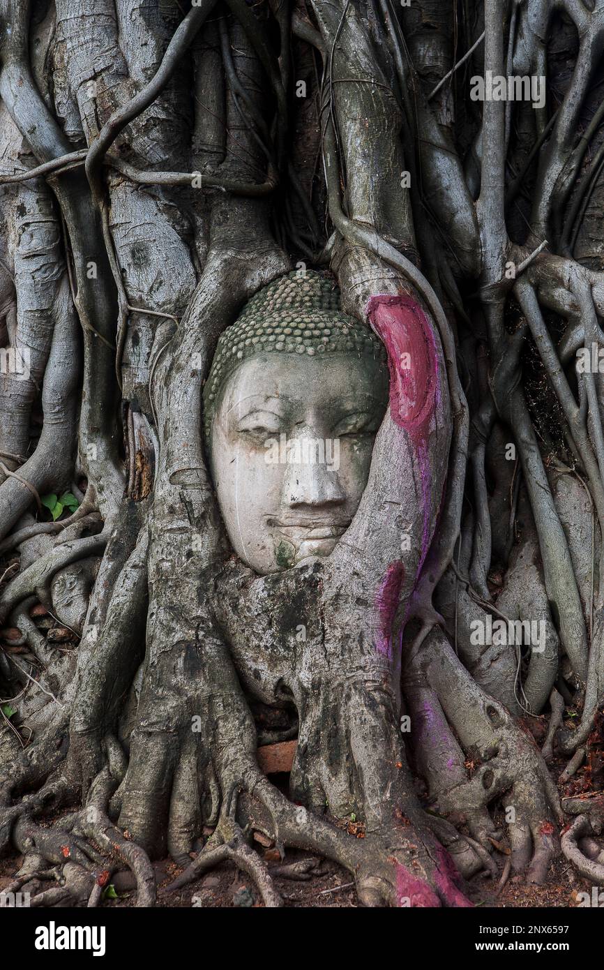 Buddha head in banyan tree roots at Wat Mahathat temple, in Ayutthaya ...