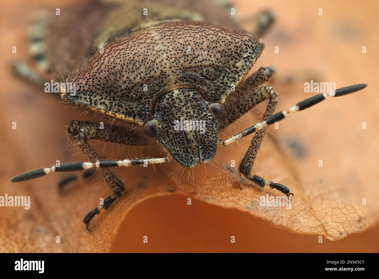 Close up of hairy shieldbug hi-res stock photography and images - Alamy