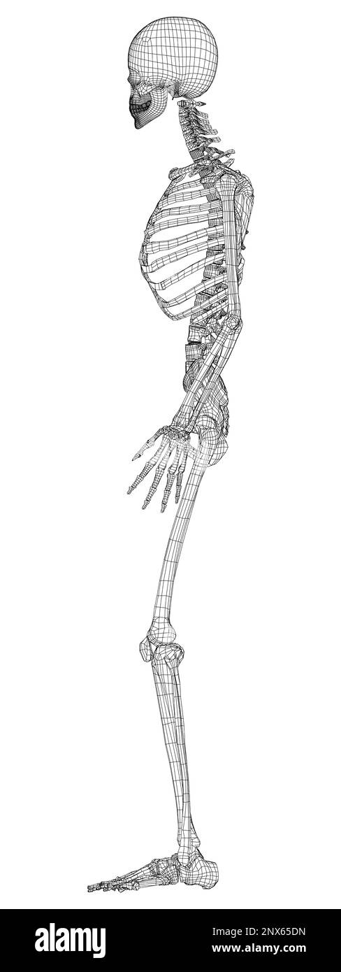 Human skeleton. 3d illustration Stock Photo - Alamy
