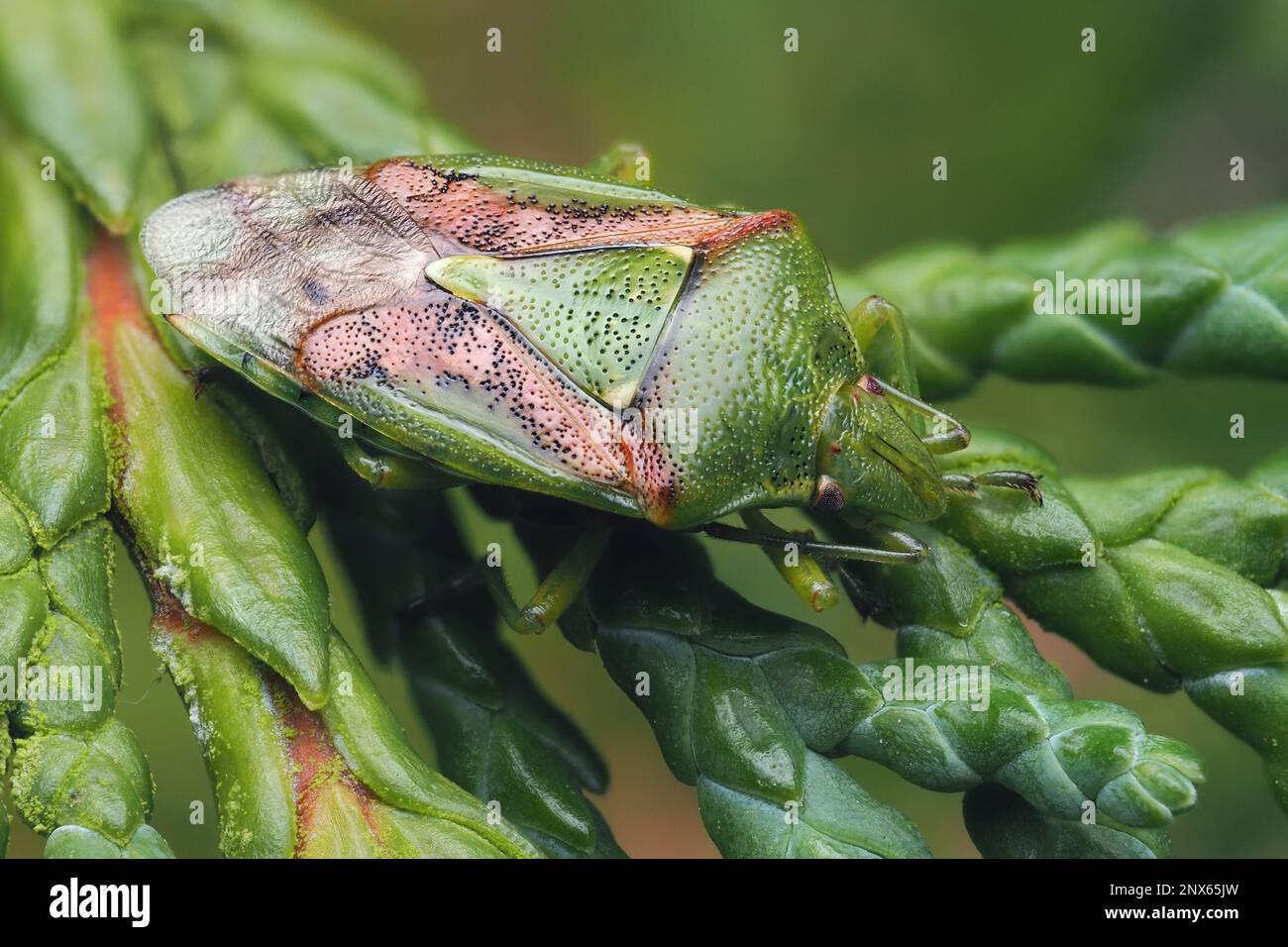 Overwintering Juniper Shieldbug (Cyphostethus tristriatus) on cypress ...