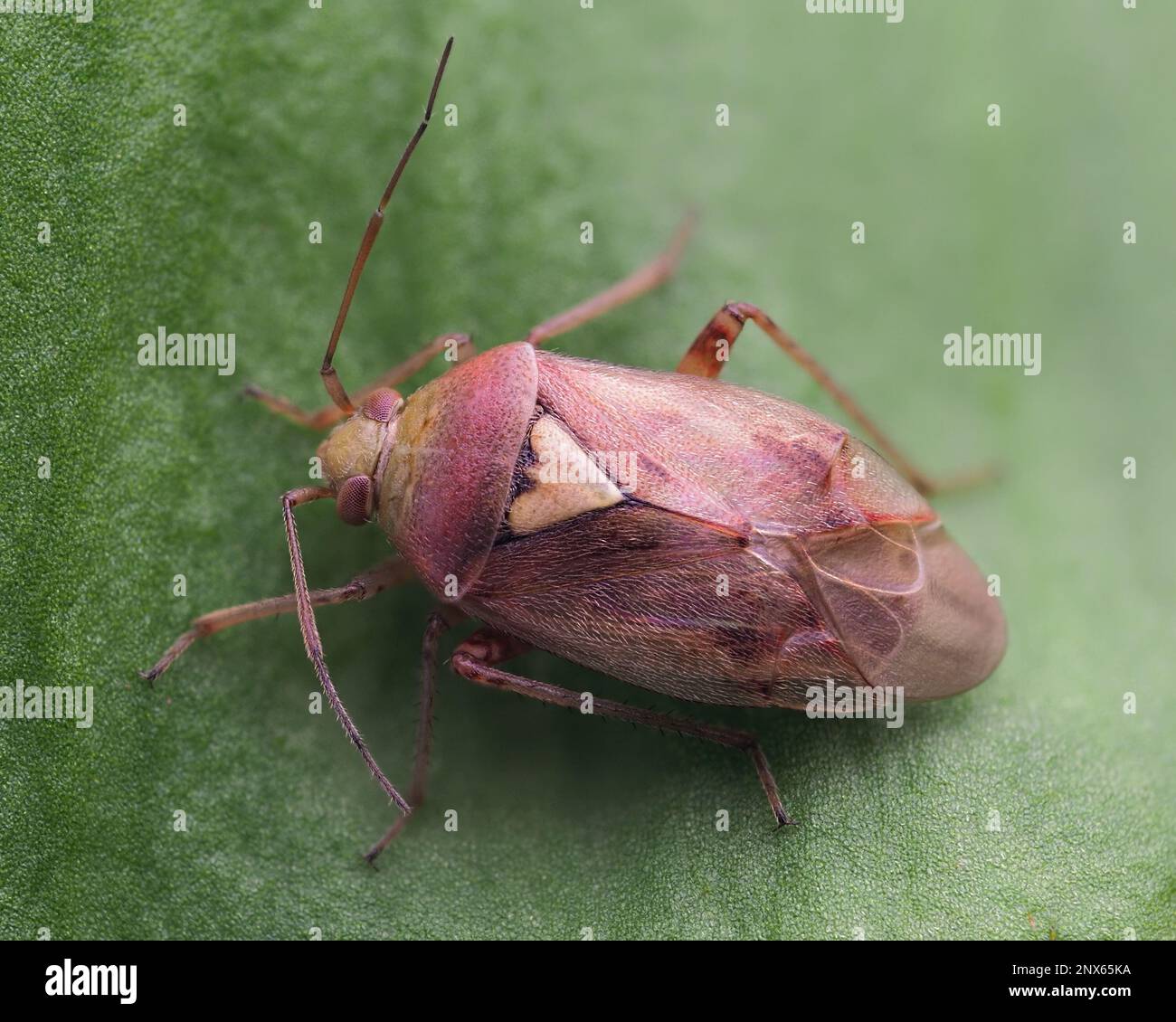 Mirid bug hi-res stock photography and images - Alamy