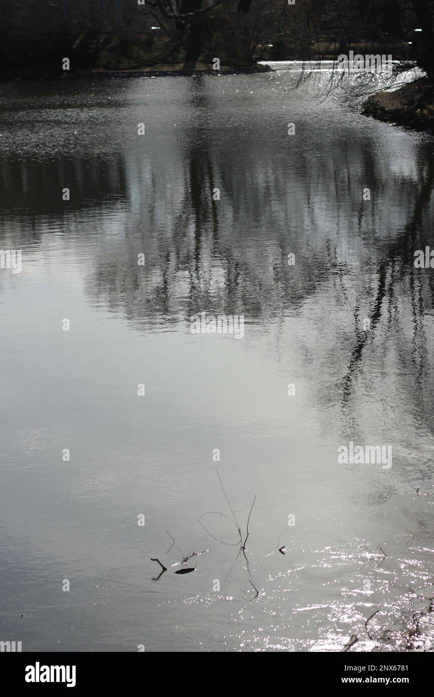 Winter trees reflecting on the surface of the pond water Stock Photo ...