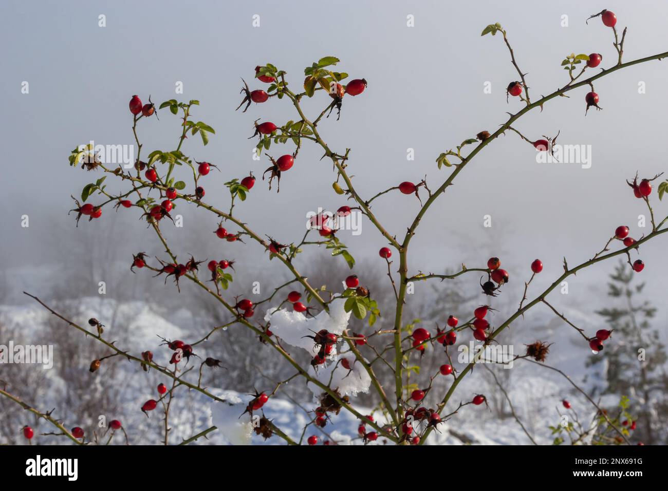 snowy red fruits of rose hips in winter under the snow on a sunny day ...