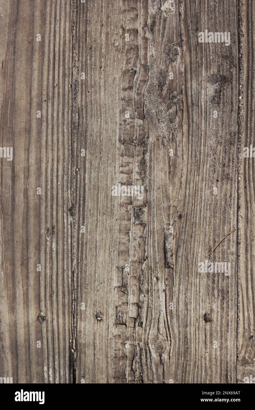 Full frame view of the wood grain of a typical tree Stock Photo - Alamy