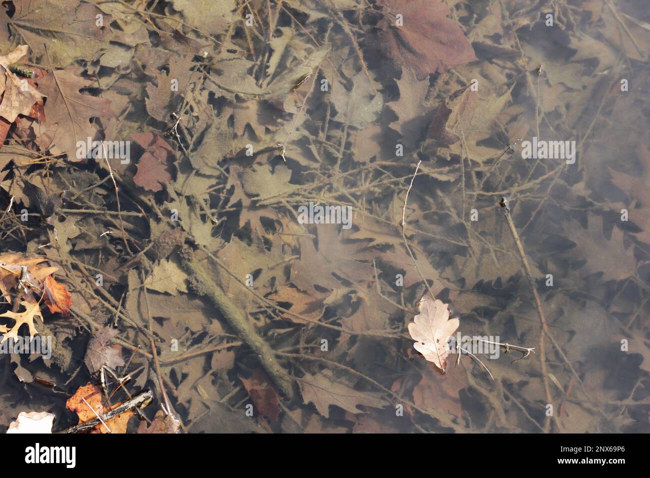 A quiet pond with lots of leaves covering the underwater ground Stock ...