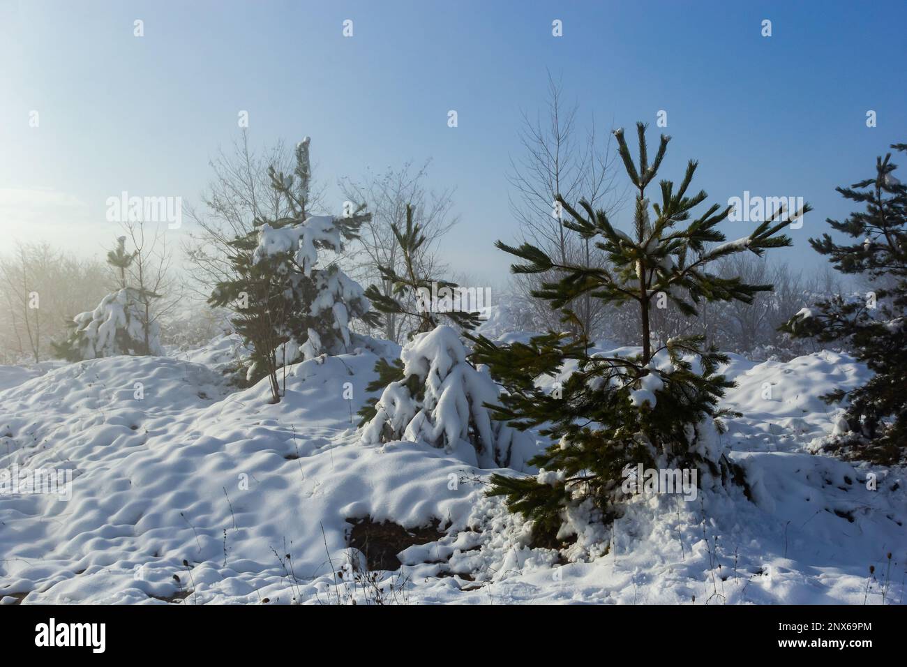 Coniferous forest zone hi-res stock photography and images - Alamy