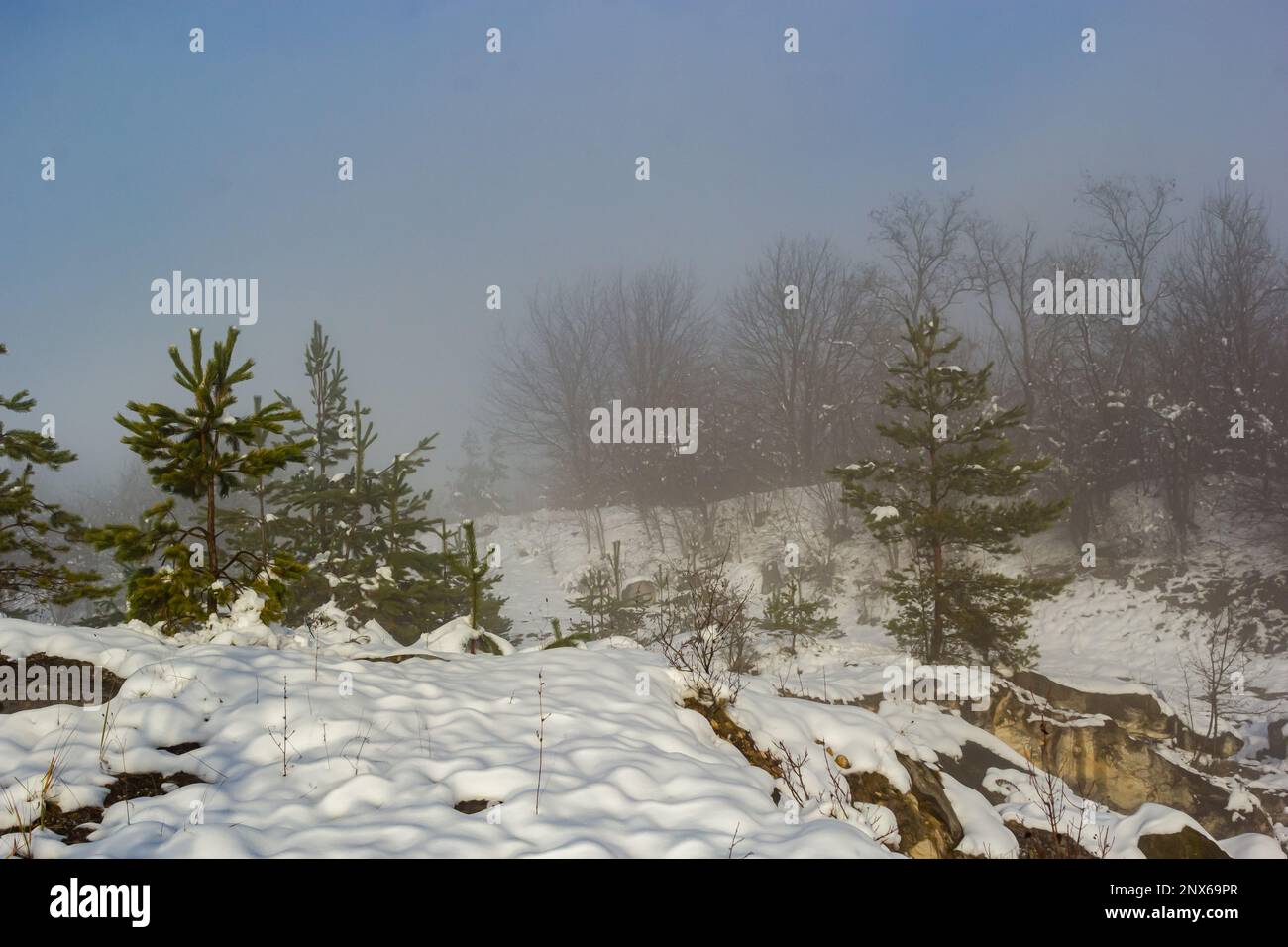 Landscape of a winter snowy forest. Pines, spruces, larches, conifers ...