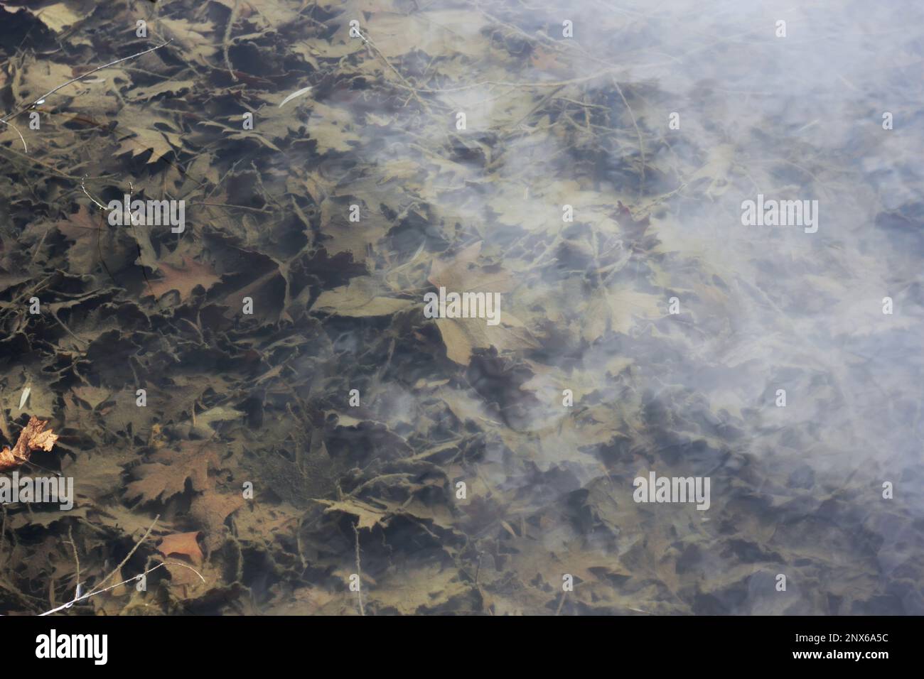 A quiet pond with lots of leaves covering the underwater ground Stock ...