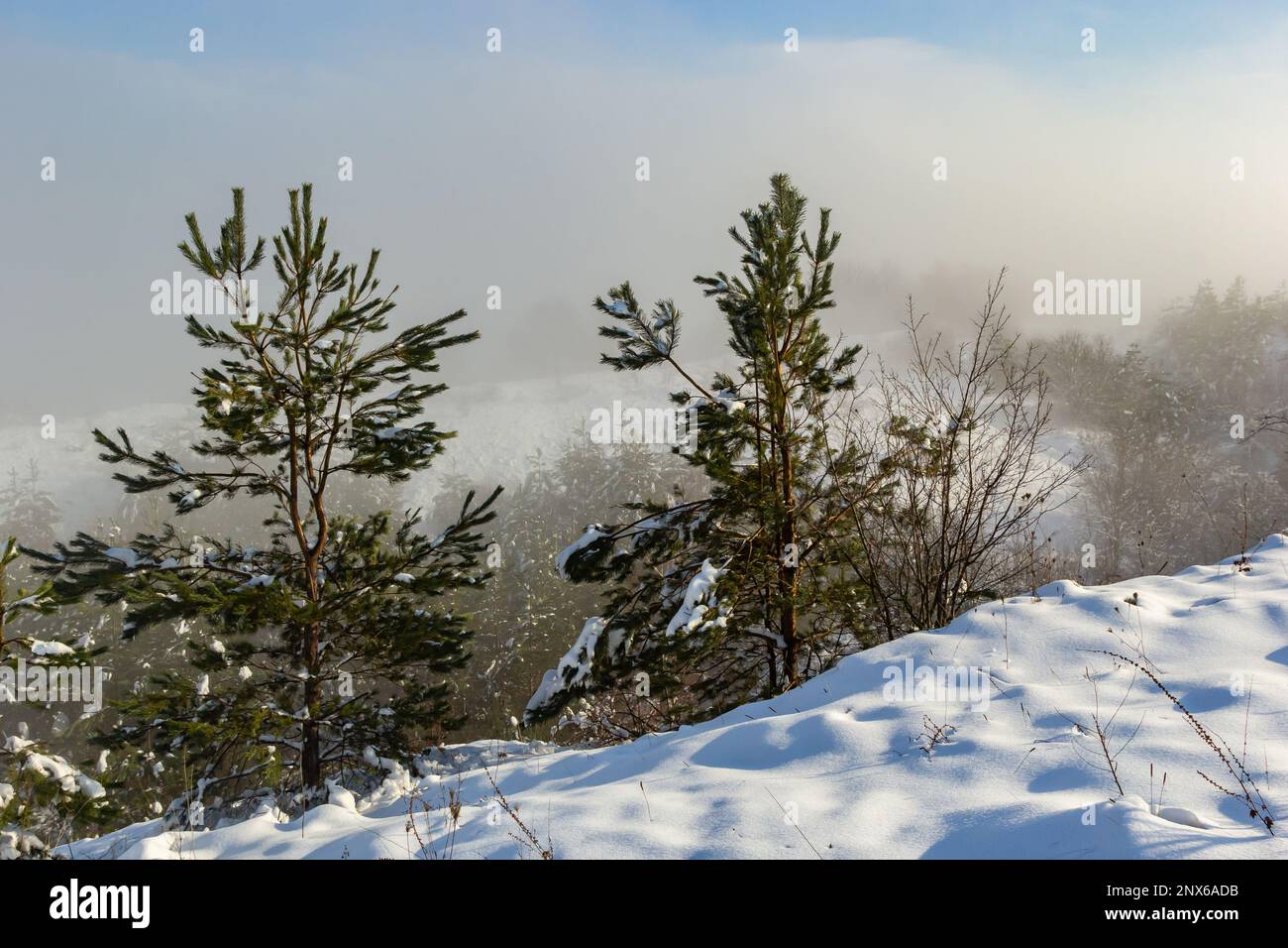 Landscape of a winter snowy forest. Pines, spruces, larches, conifers ...