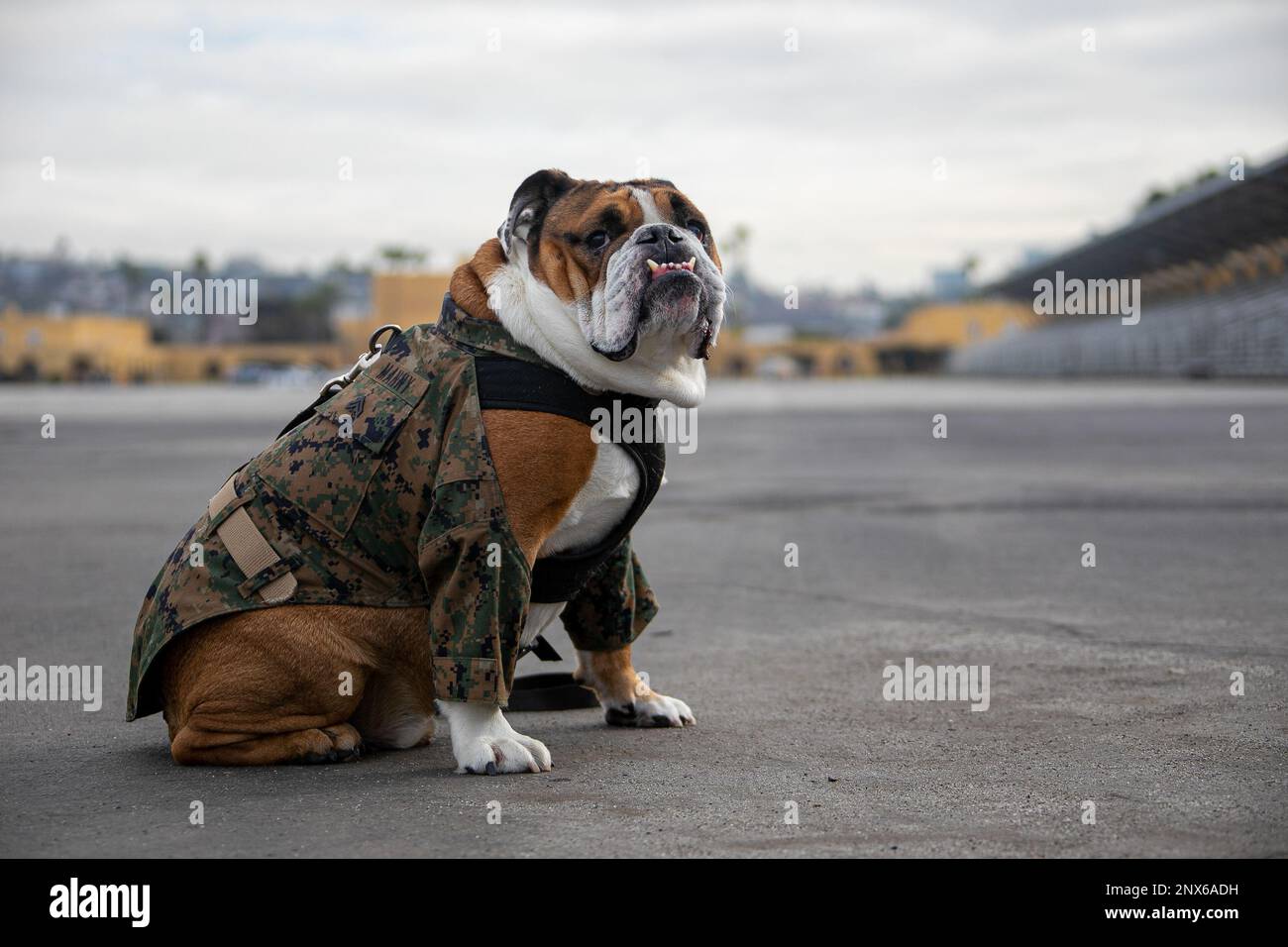 U.S Marine Corps Cpl. Manny, the mascot of Marine Corps Recruit Depot ...