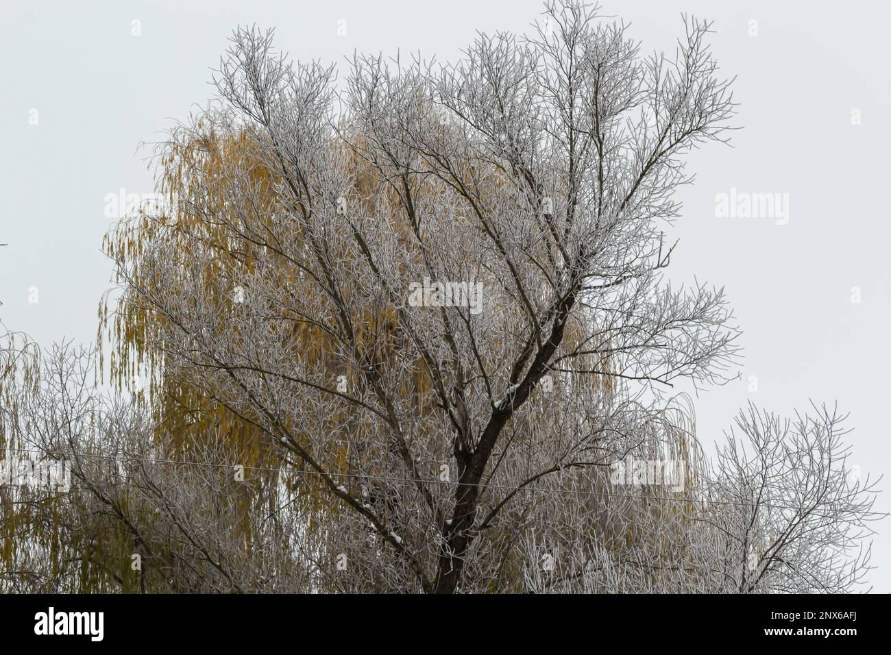 Weeping willow bombarded with ice fog. Frost on tree branches in frosty ...