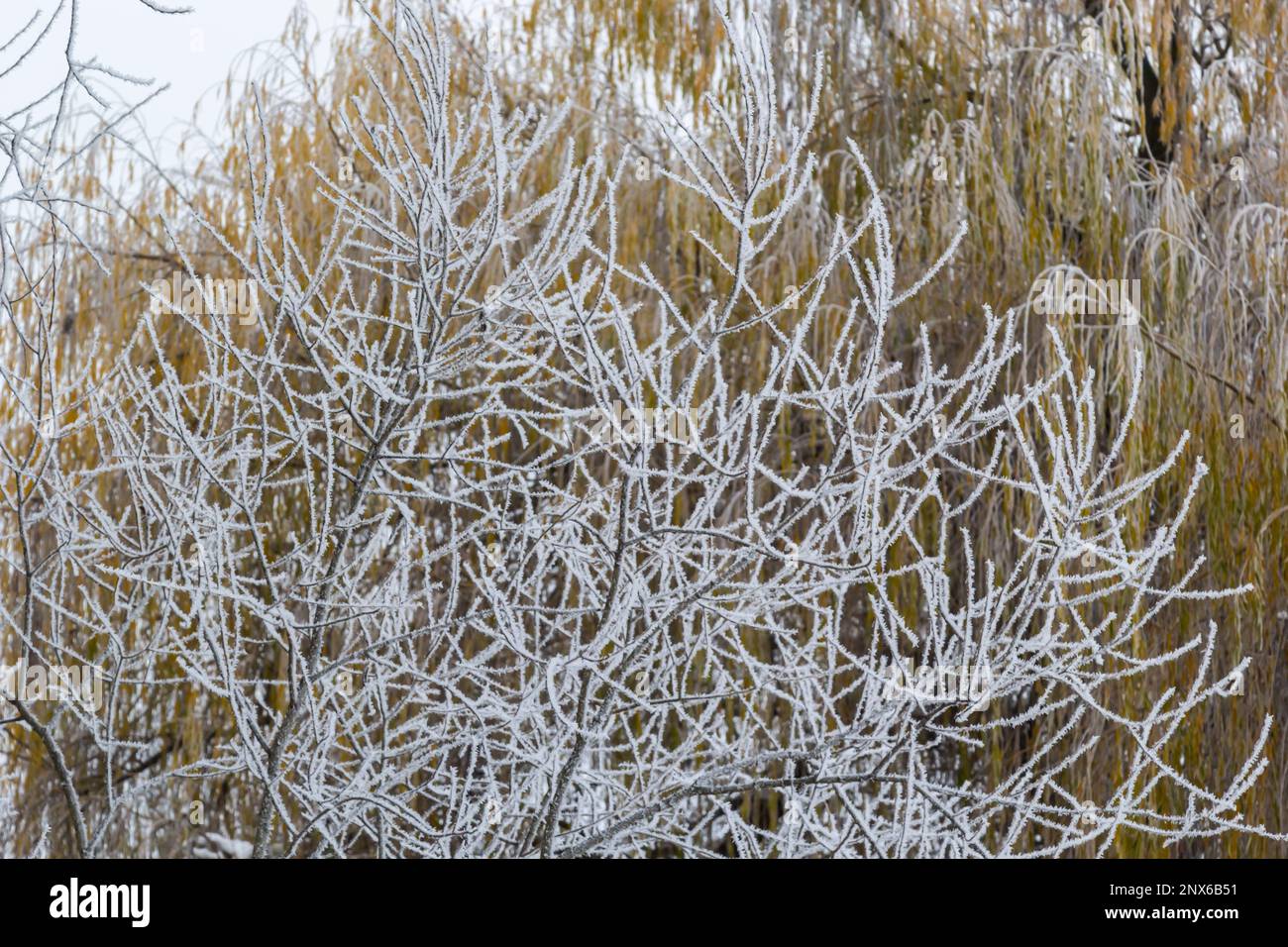 Branches willow on background hi-res stock photography and images - Alamy