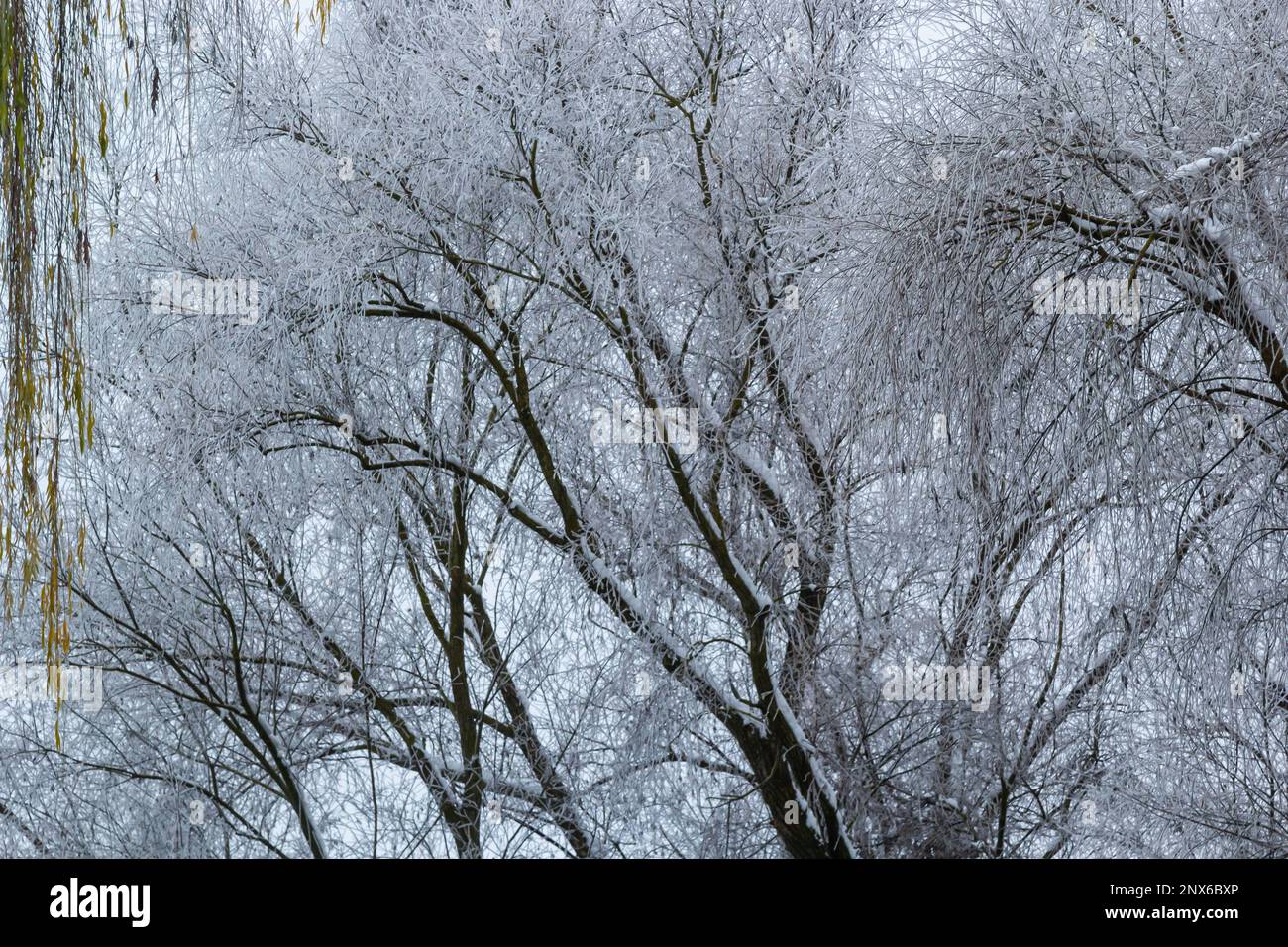 Weeping willow bombarded with ice fog. Frost on tree branches in frosty ...
