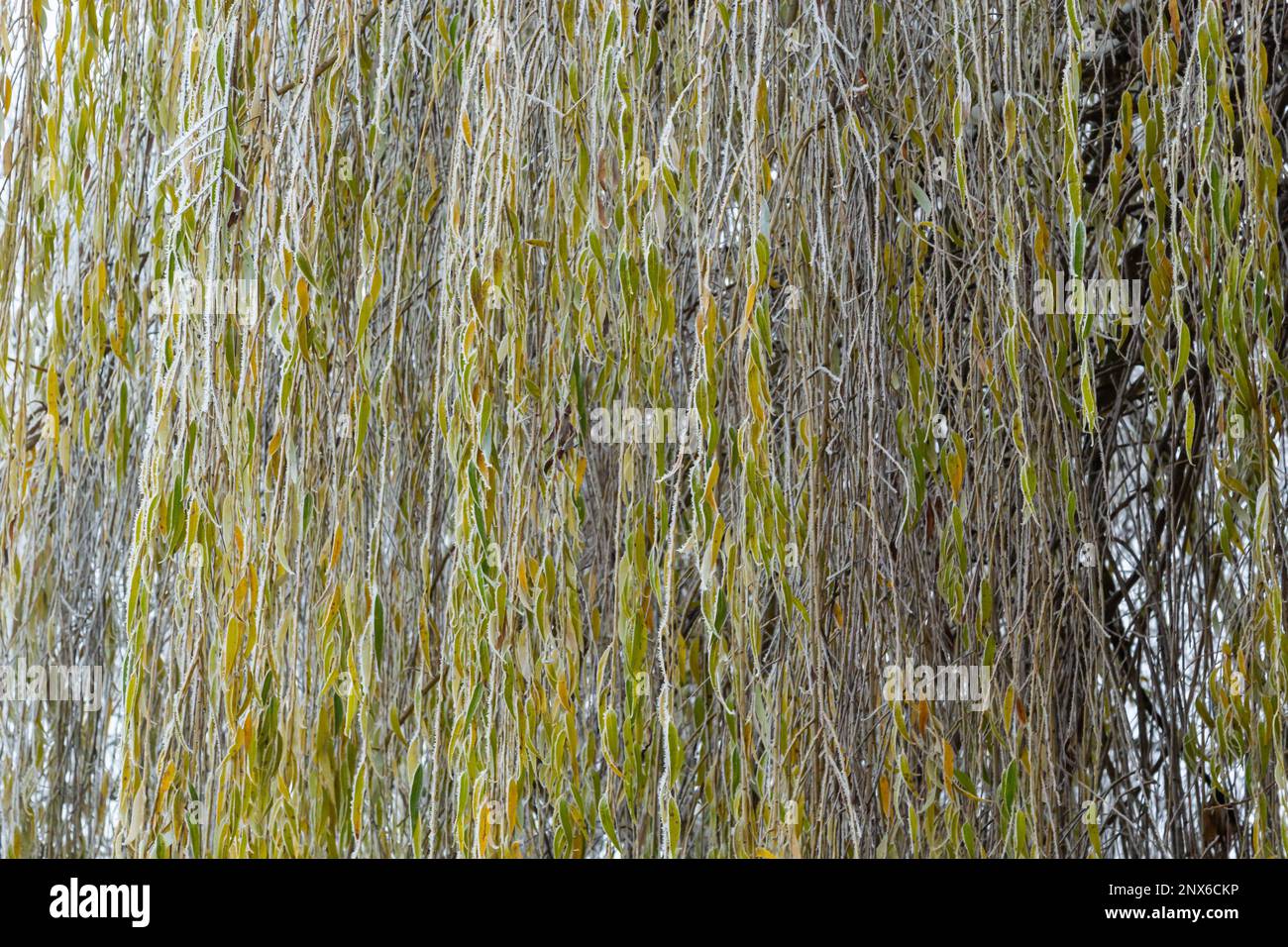 White willow tree hi-res stock photography and images - Alamy