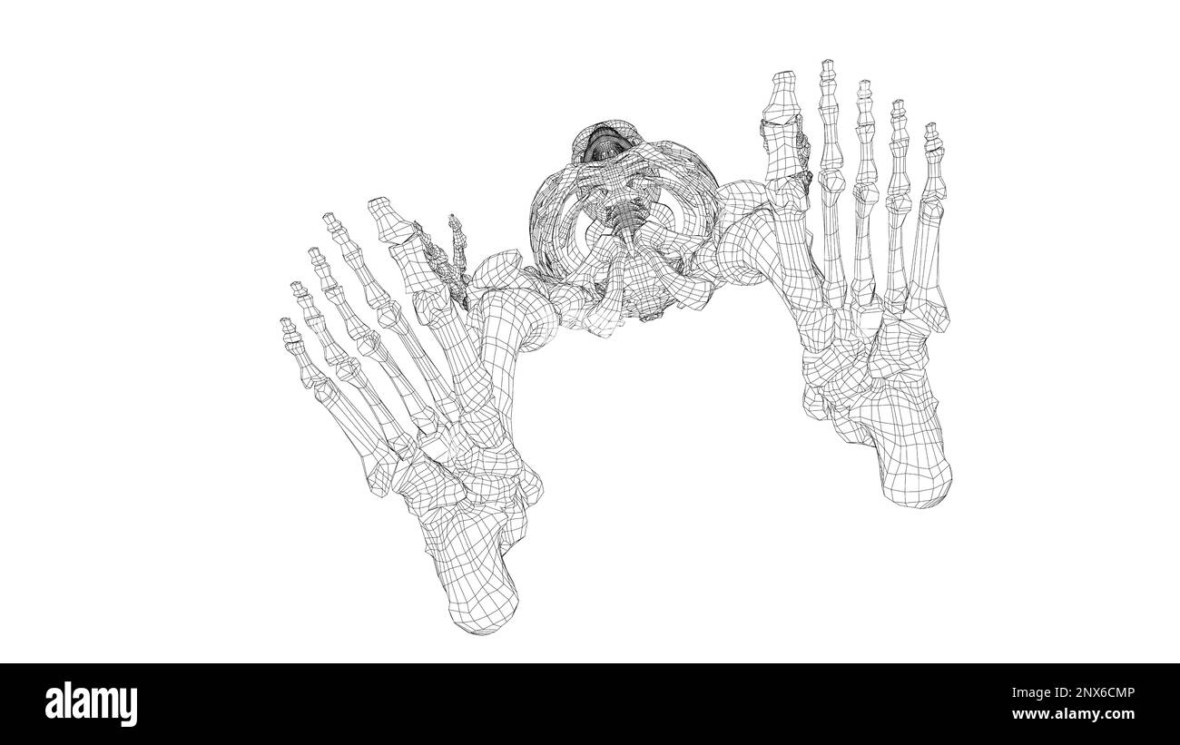 Human skeleton. 3d illustration Stock Photo - Alamy