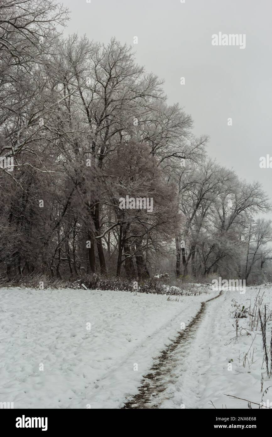 Trees and bushes covered in frozen rain. winter landscape after a ...
