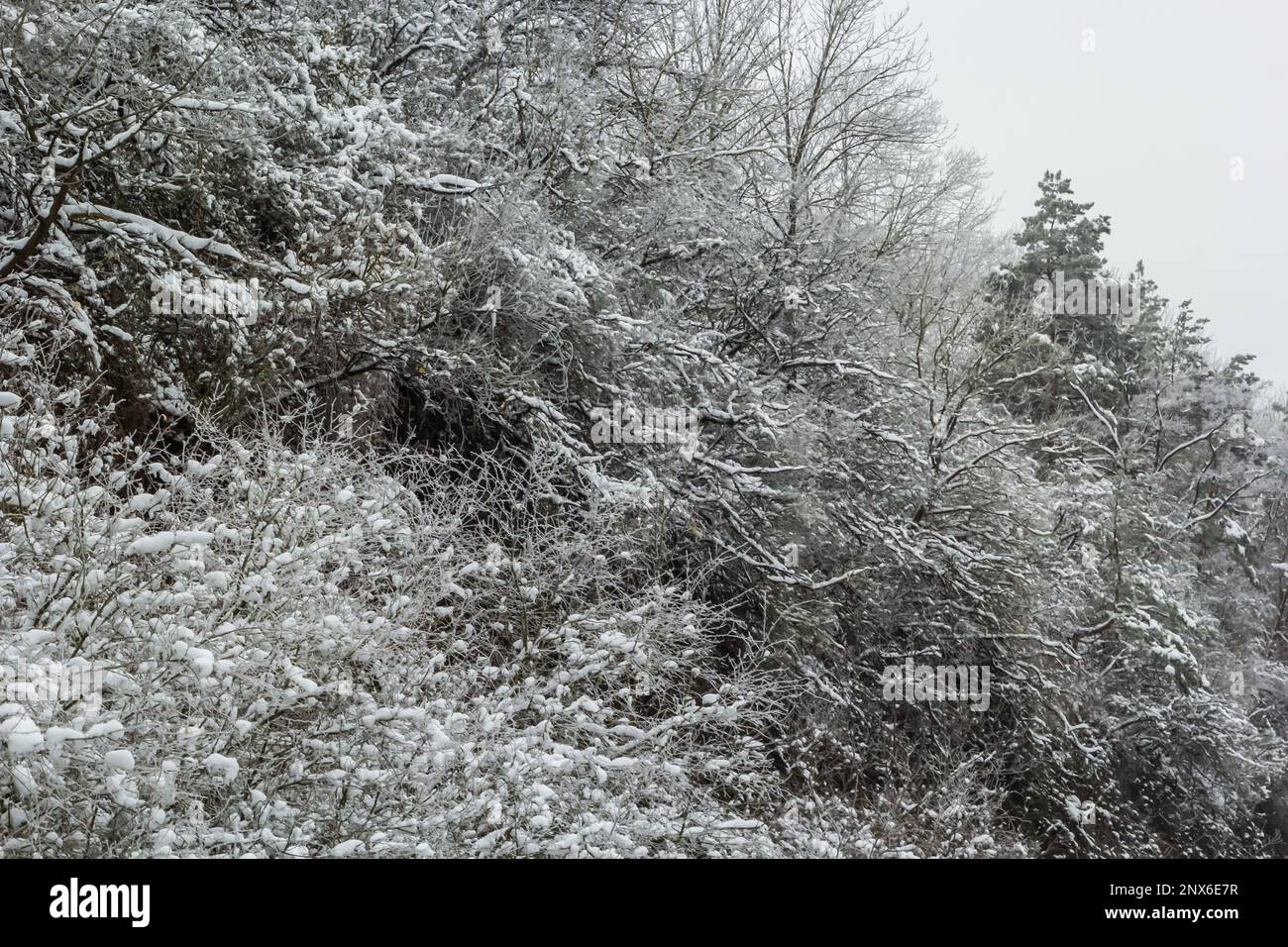 Trees and bushes covered in frozen rain. winter landscape after a ...