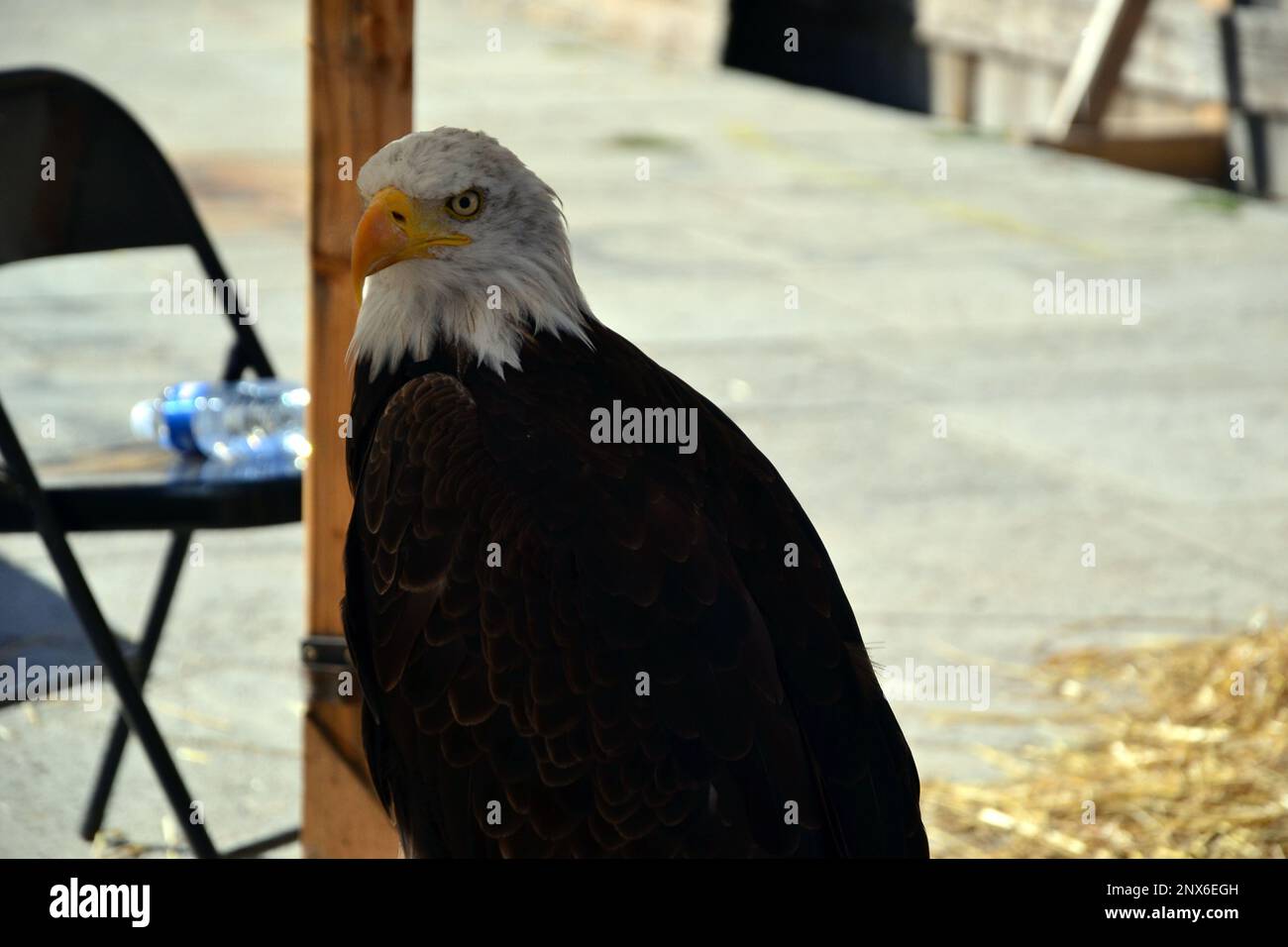 Portrait of a Bald eagle. It is exhibited with other raptors in a ...