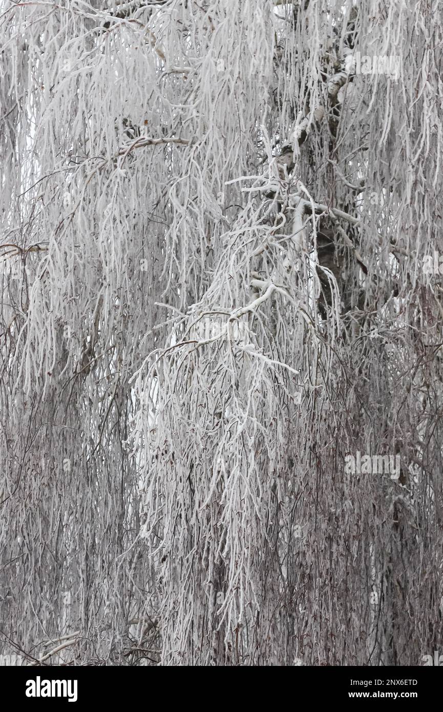 Trees and bushes covered in frozen rain. winter landscape after a ...