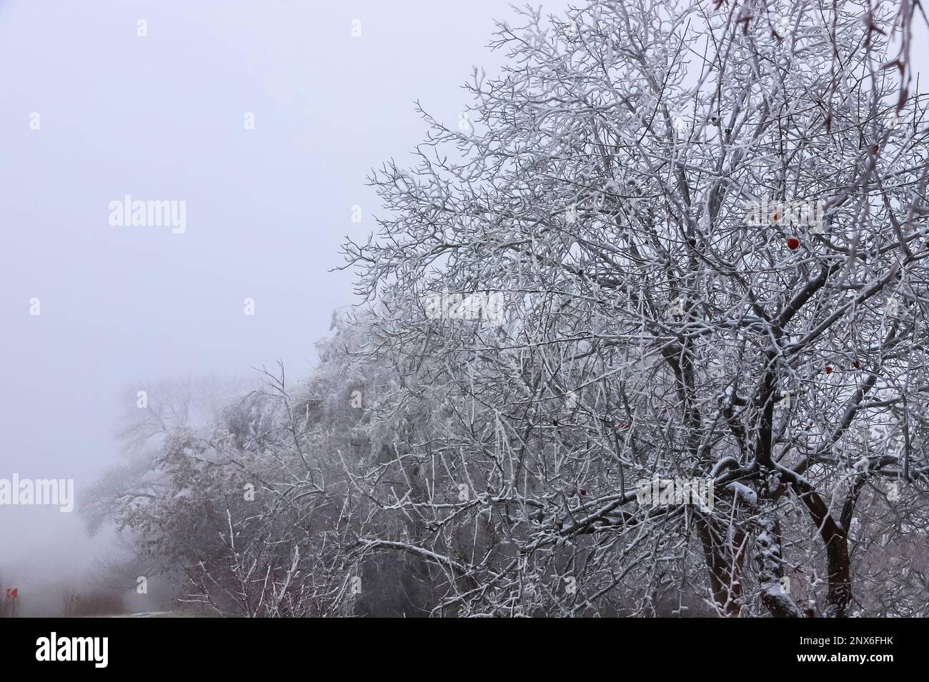 Trees and bushes covered in frozen rain. winter landscape after a ...
