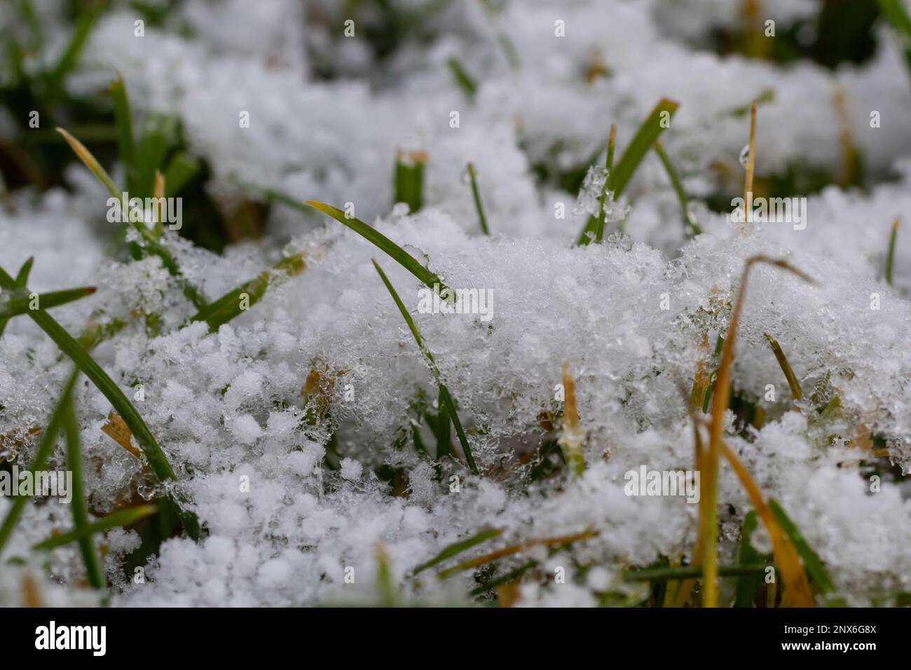 Green grass under first white snow background, pattern texture for use ...