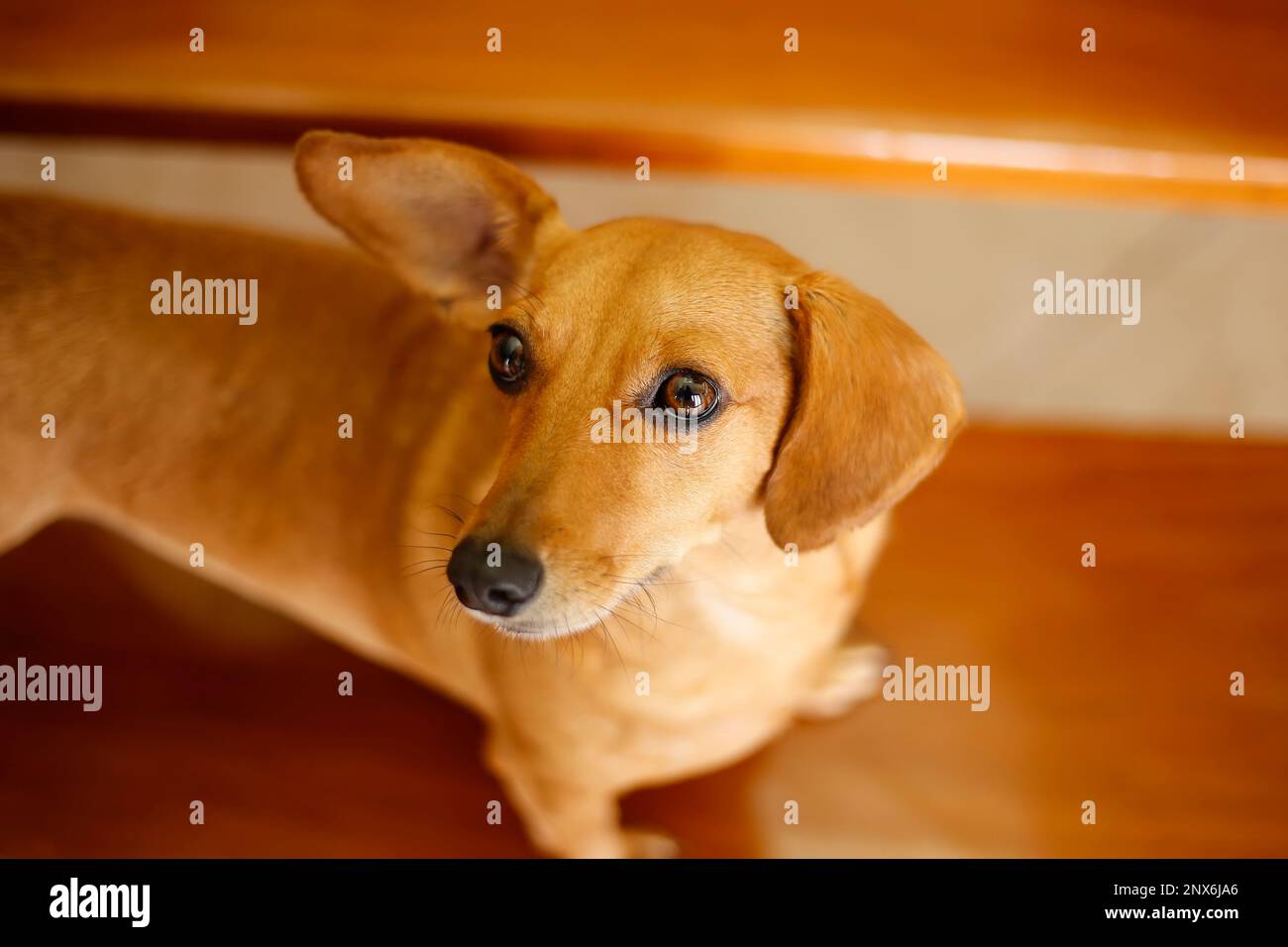 small animal dachshund puppy in yellow color and mixed breed looking ...