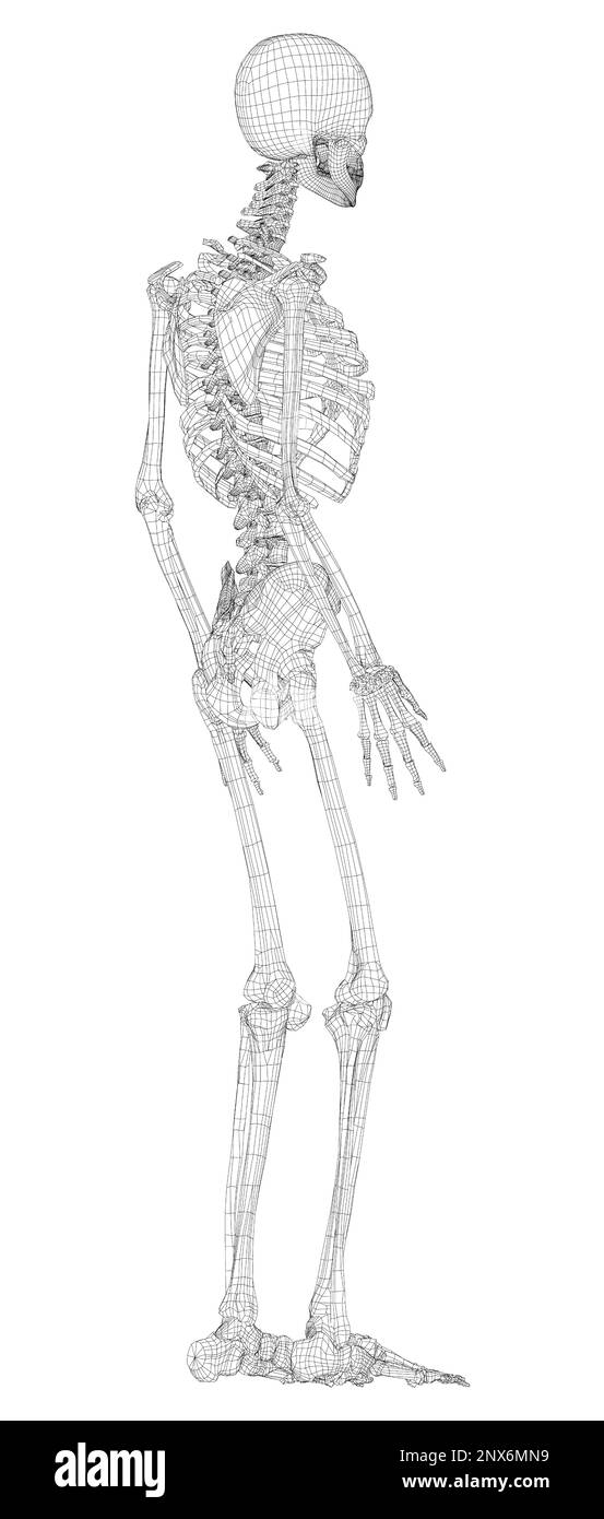 Human skeleton. 3d illustration Stock Photo - Alamy