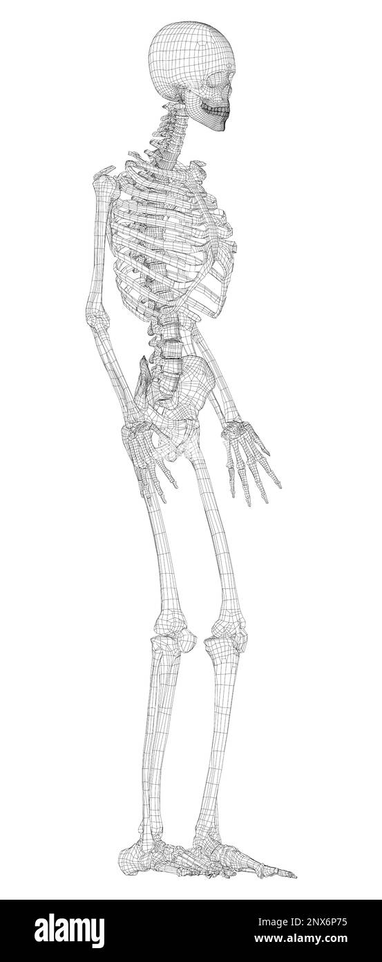 Human skeleton. 3d illustration Stock Photo - Alamy