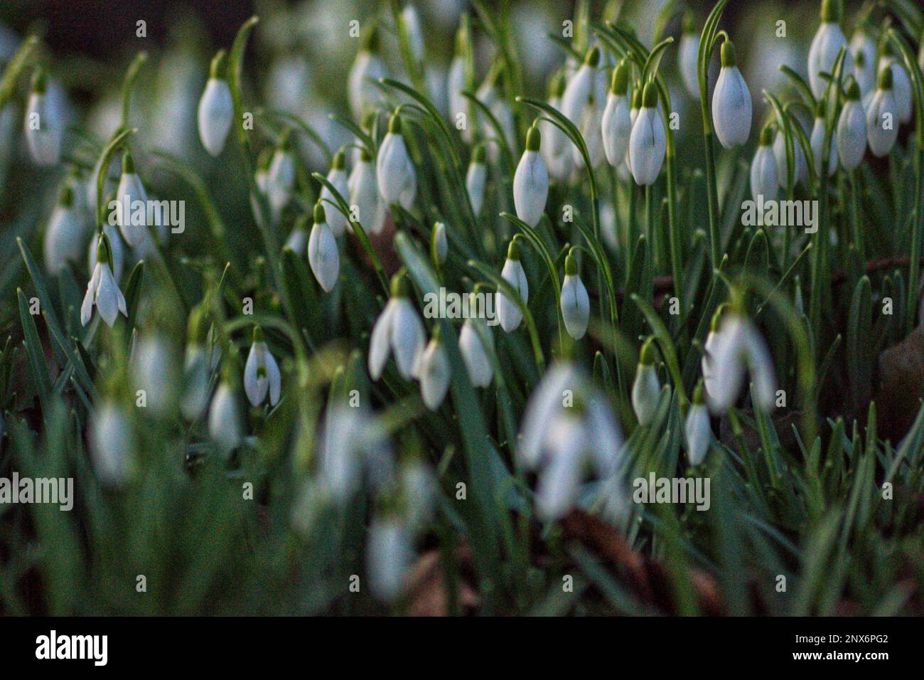 The snowdrop forest Stock Photo - Alamy