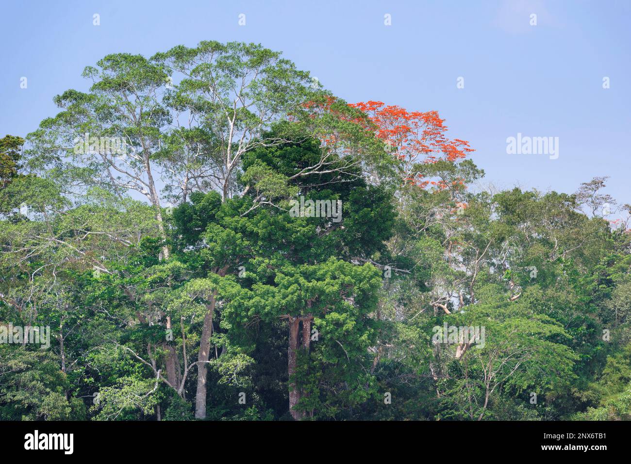Amazon Tropical rain Forest with Pink Ipe Tree (Tabebuia ipe), Madre de ...