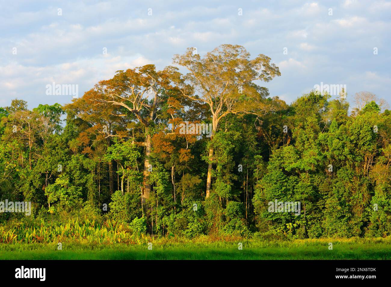 Amazon Tropical Rain Forest at Oxbow Lake, Manu National Park, Peruvian ...