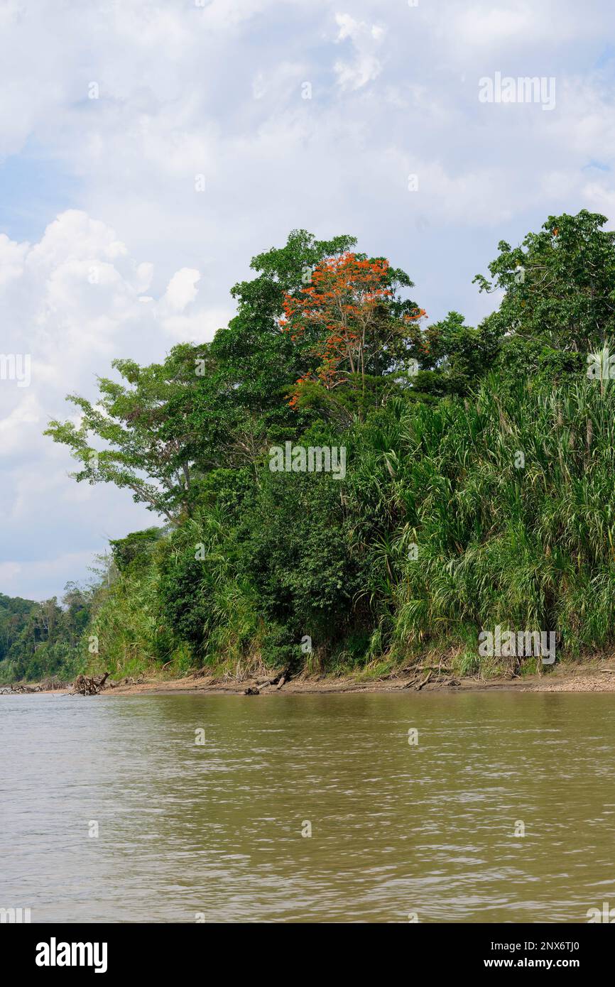 Amazon Tropical rain Forest along the Rio Colorado, Peruvian Amazon ...
