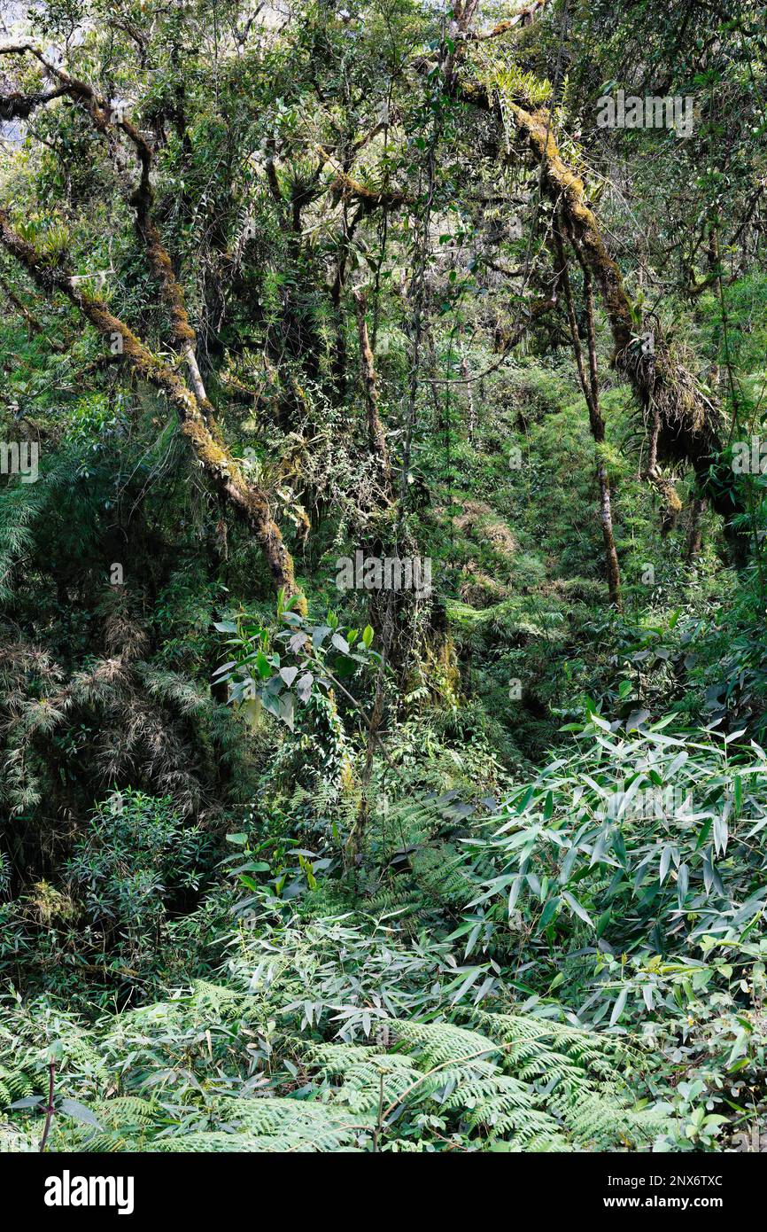 Tropical cloud forest hi-res stock photography and images - Alamy