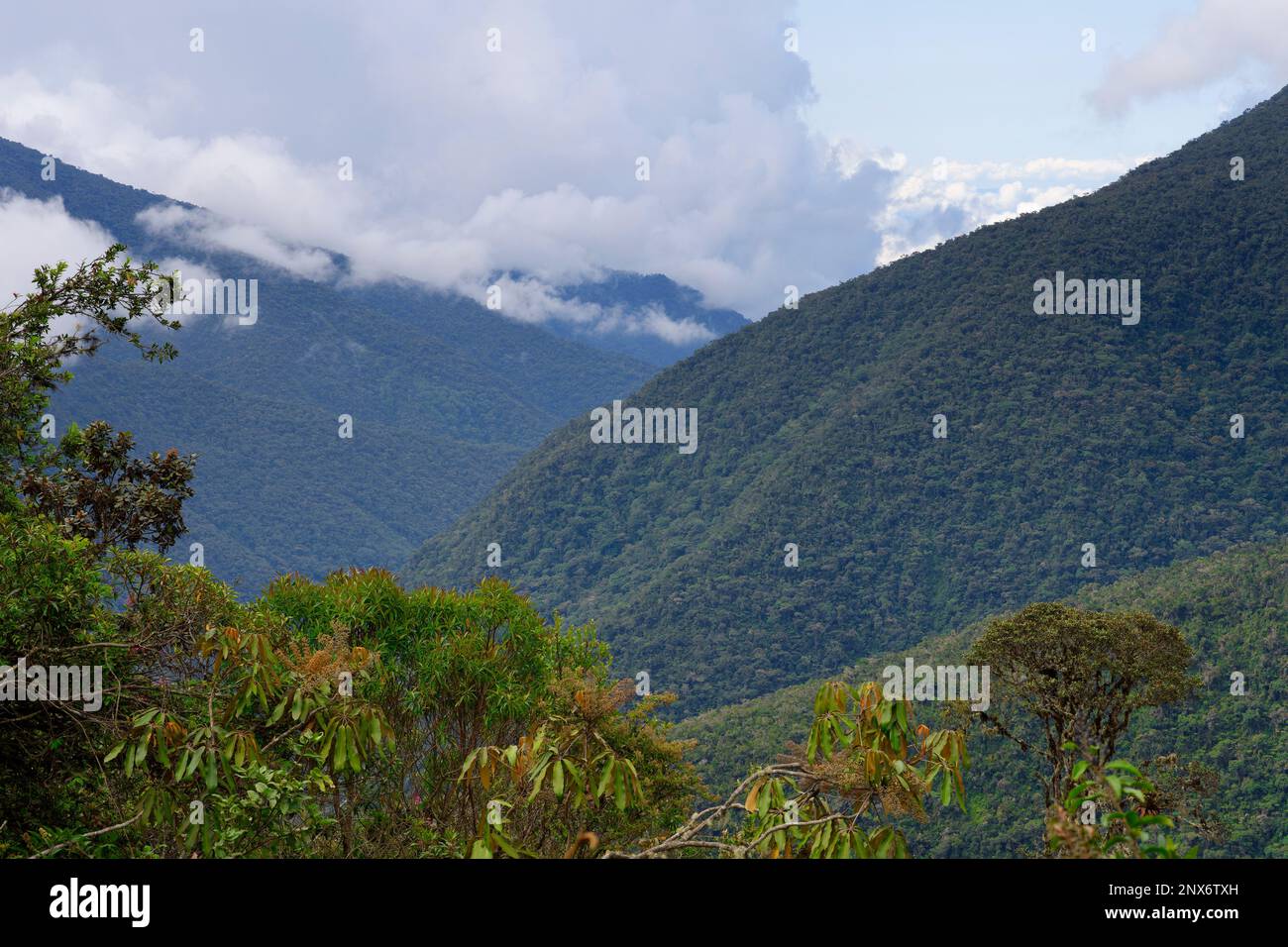 Tropical Cloud Forest landscape, Manu National Park, Peru Stock Photo ...