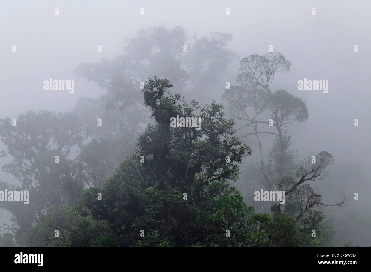 Cloud forest manu national park hi-res stock photography and images - Alamy