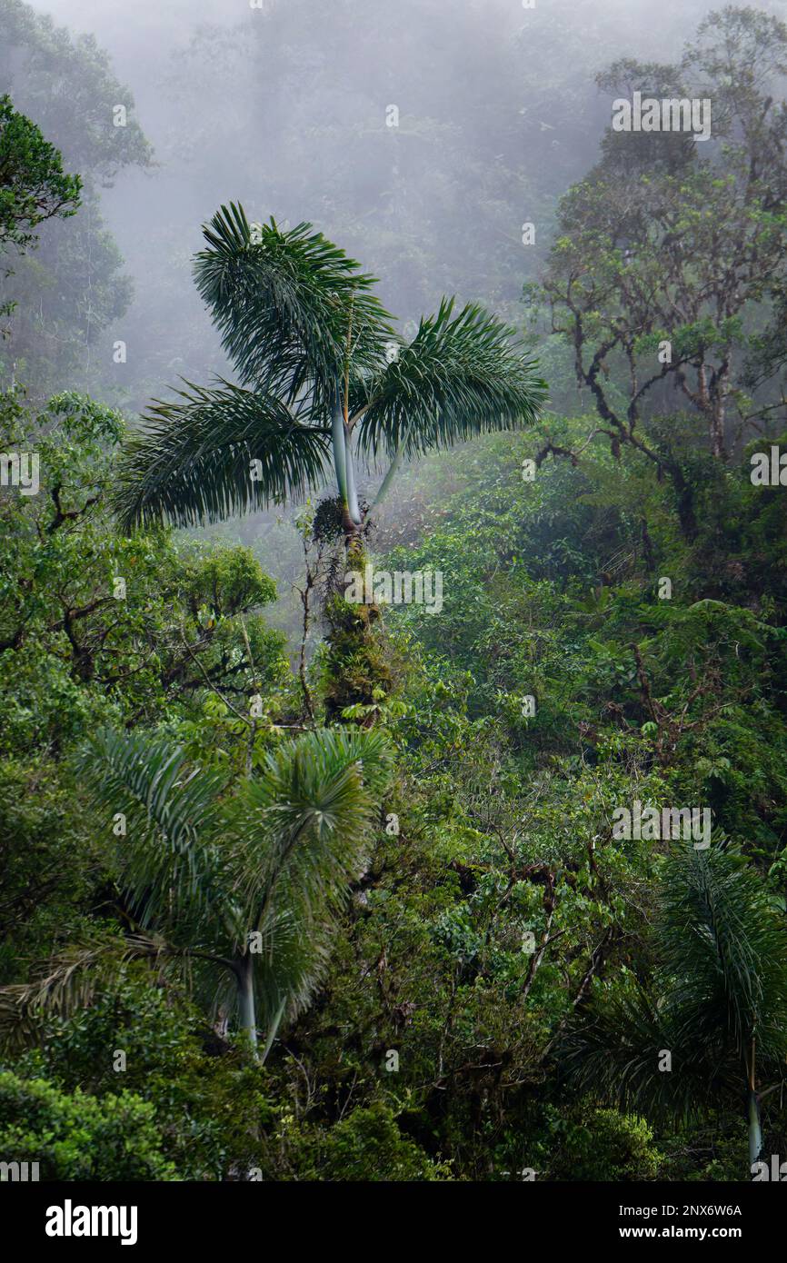 Fog in Tropical Cloud Forest, Manu National Park, Peru Stock Photo - Alamy