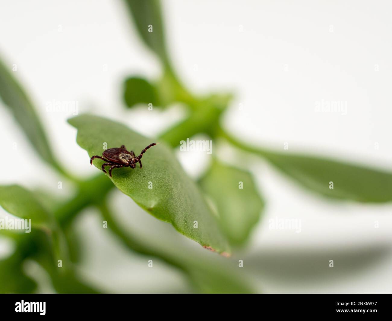 Infectious parasitic insect Dermacentor Dog Tick Arachnid on a green ...