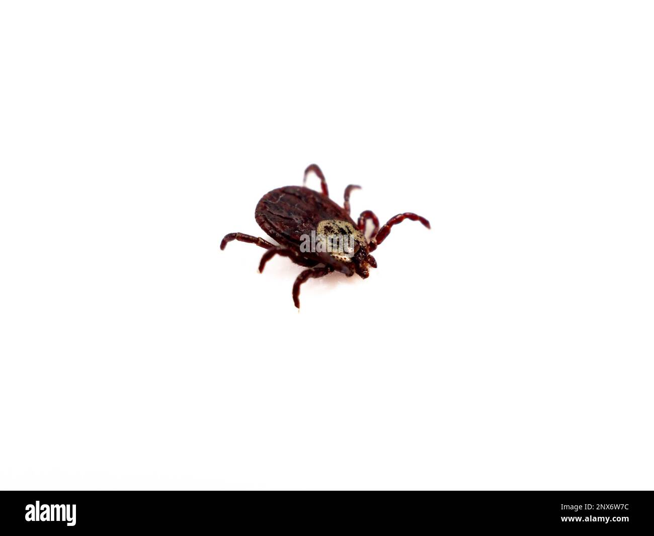 Infectious Dermacentor Dog Tick Arachnoid Parasite Insect Macro ...