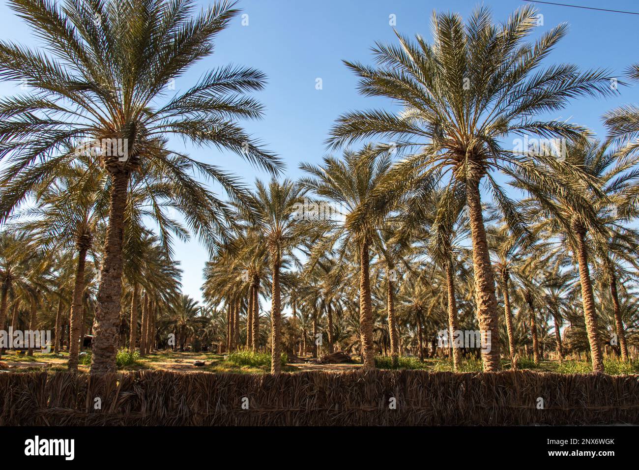 Palm trees in the oasis of Douz, Kebili, Tunisia, Africa Stock Photo ...