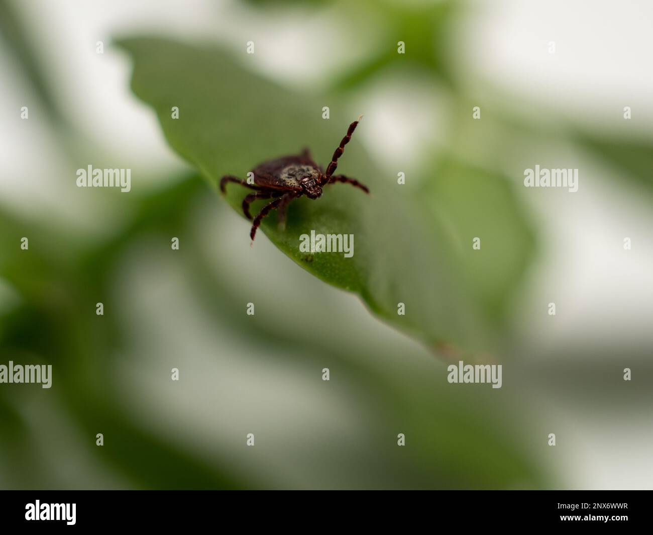 Infectious parasitic insect Dermacentor Dog Tick Arachnid on a green ...