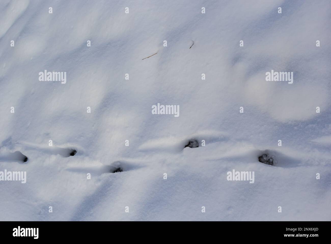 animal tracks in the snow,hare tracks in winter in the snow Stock Photo ...