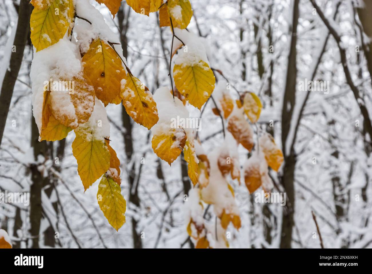 Dry leaves on branches of hornbeam during winter snowfall Stock Photo ...