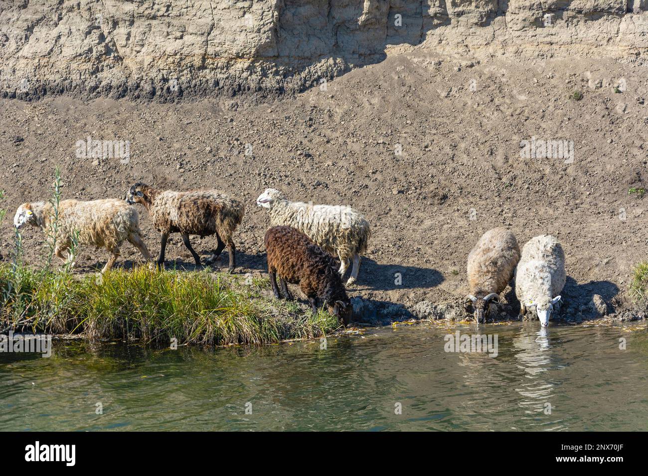 A herd of domestic sheep drink water from the river Stock Photo - Alamy